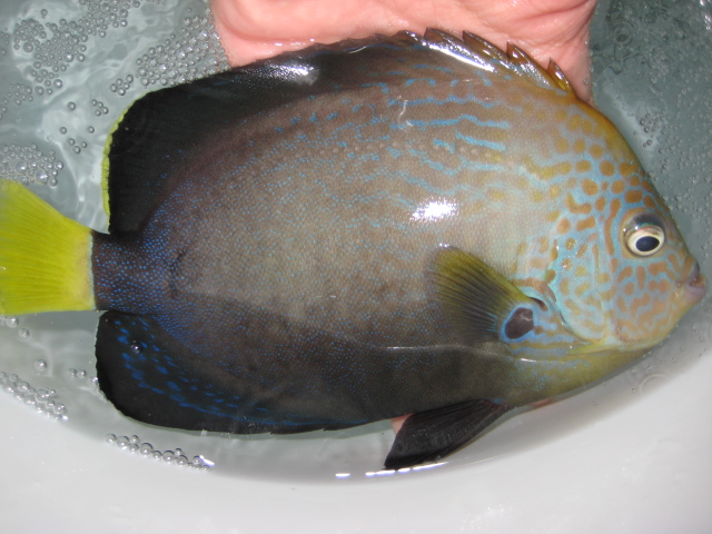 Fish & Aquarium - Blue Planet Aquahouse